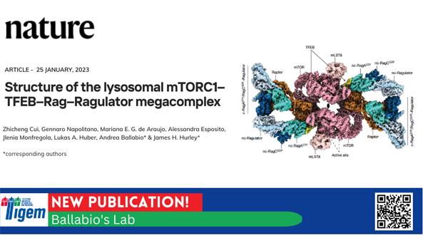 Structure of the lysosomal mTORC1–TFEB–Rag–Ragulator megacomplex — TIGEM
